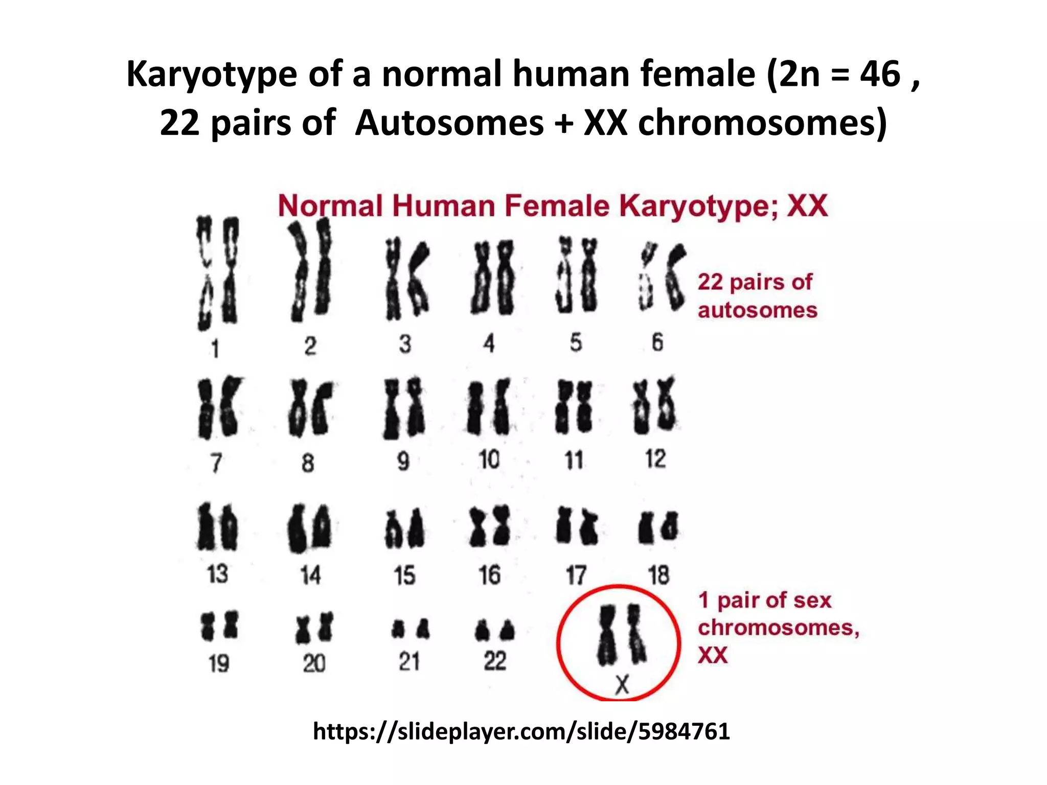 Changes In Number And Structure Of Chromosomes SMG | PPTX