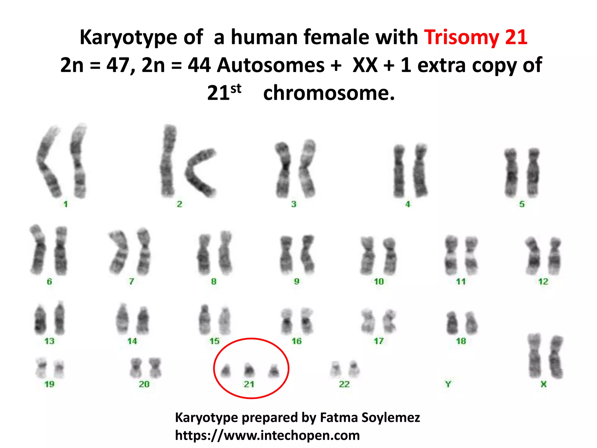 Changes In Number And Structure Of Chromosomes SMG | PPTX