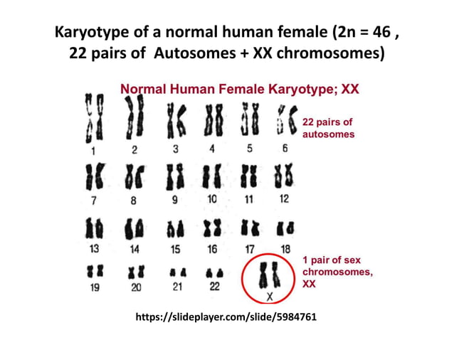 Changes In Number And Structure Of Chromosomes SMG | PPTX | Biological ...