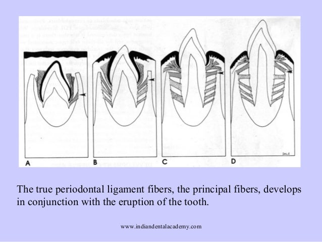 Changes in periodontal ligament