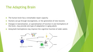 Changes through lifespan | PPTX