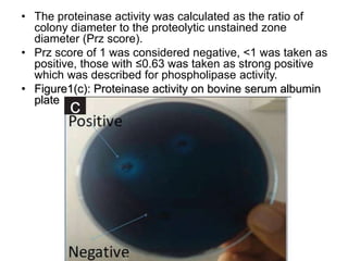 Changing virulence factors among vaginal non albicans candida | PPT