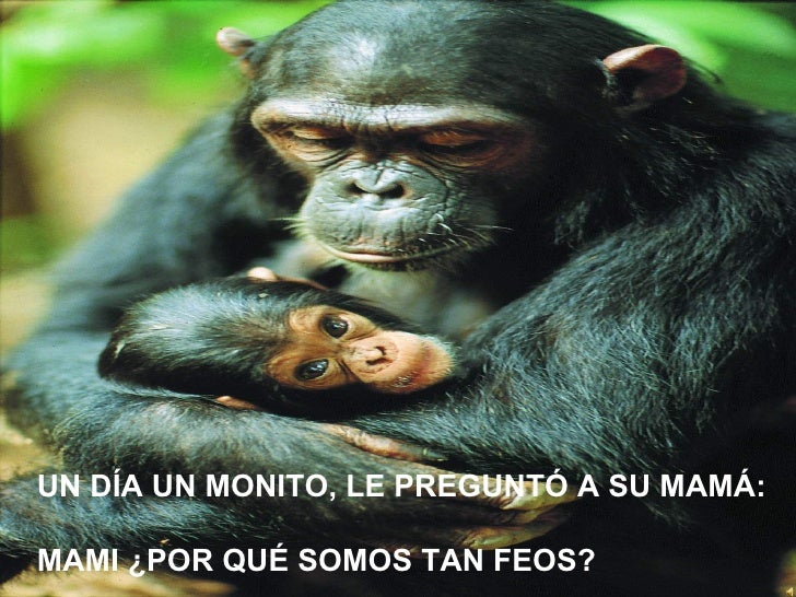 Amor de changuitos - Imagui