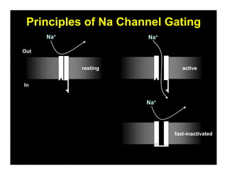 Sodium channelopathy in neurological disorders | PDF
