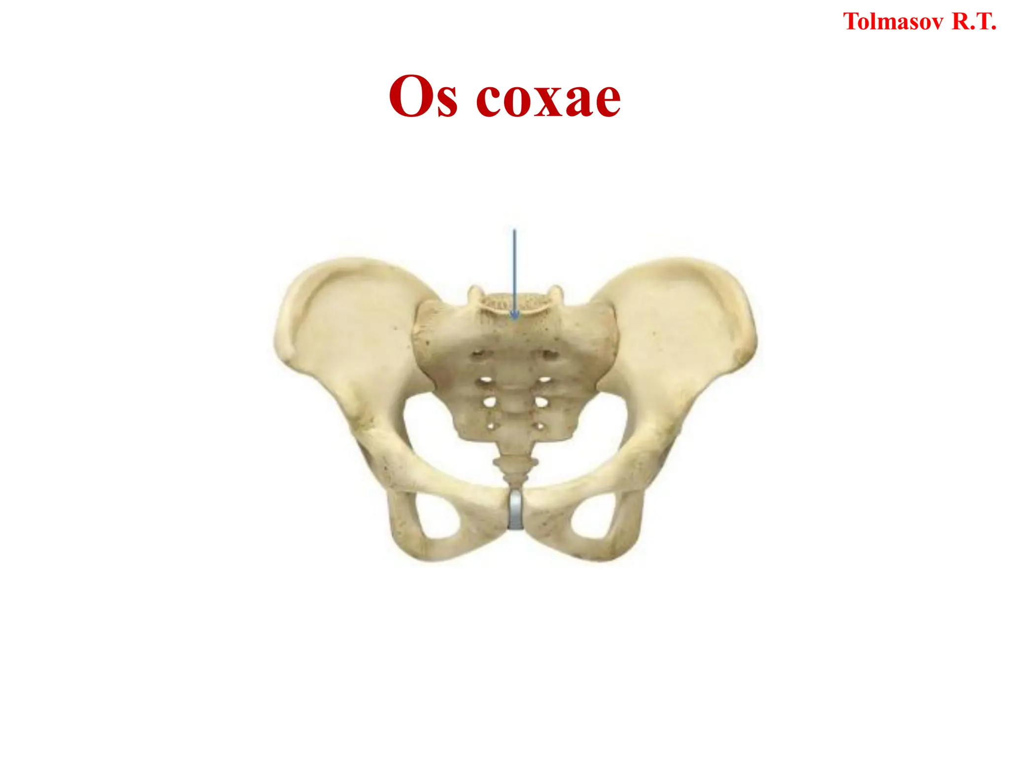 Chanoq suyagi. pelvic girdle Tolmasov R.T..pdf