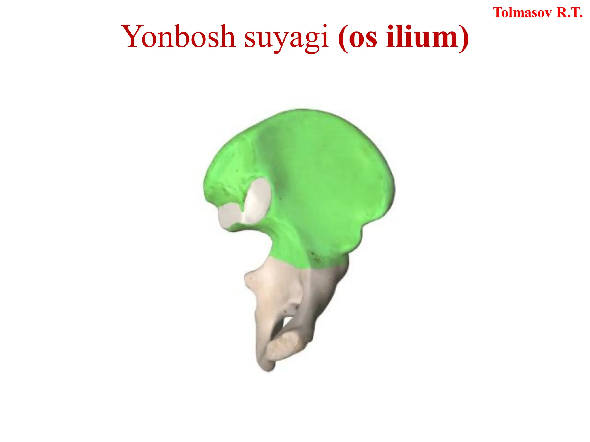 Chanoq suyagi. pelvic girdle Tolmasov R.T..pdf