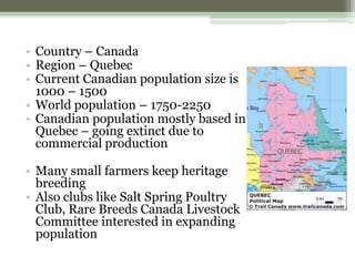 Chanteclair Chicken | PPT