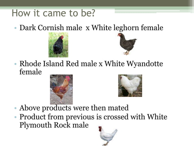 Chanteclair Chicken | PPT