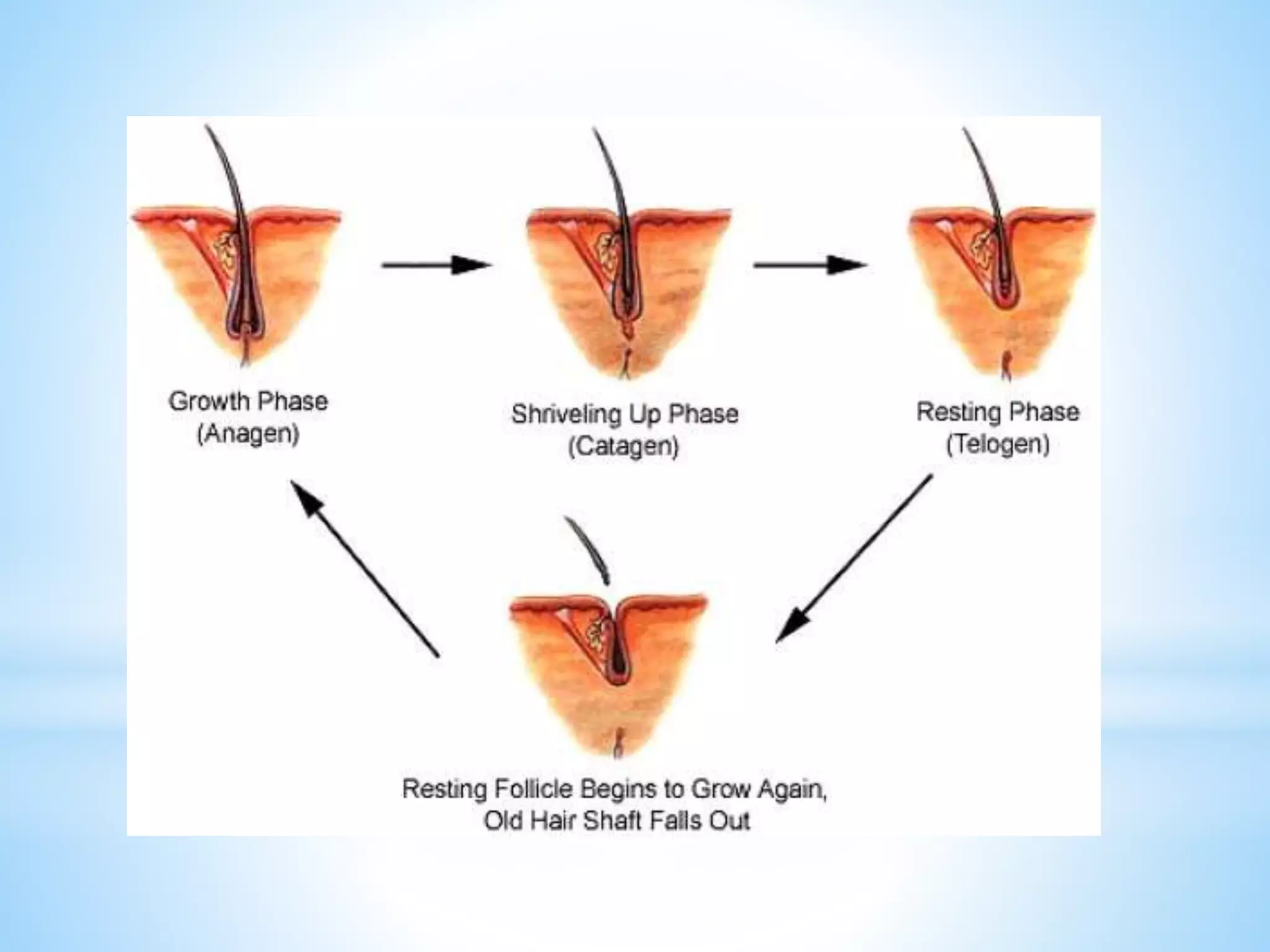 hair growth cycle | PPTX
