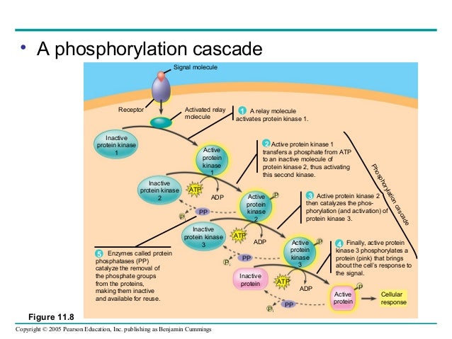 Chap.11 cellcommunication