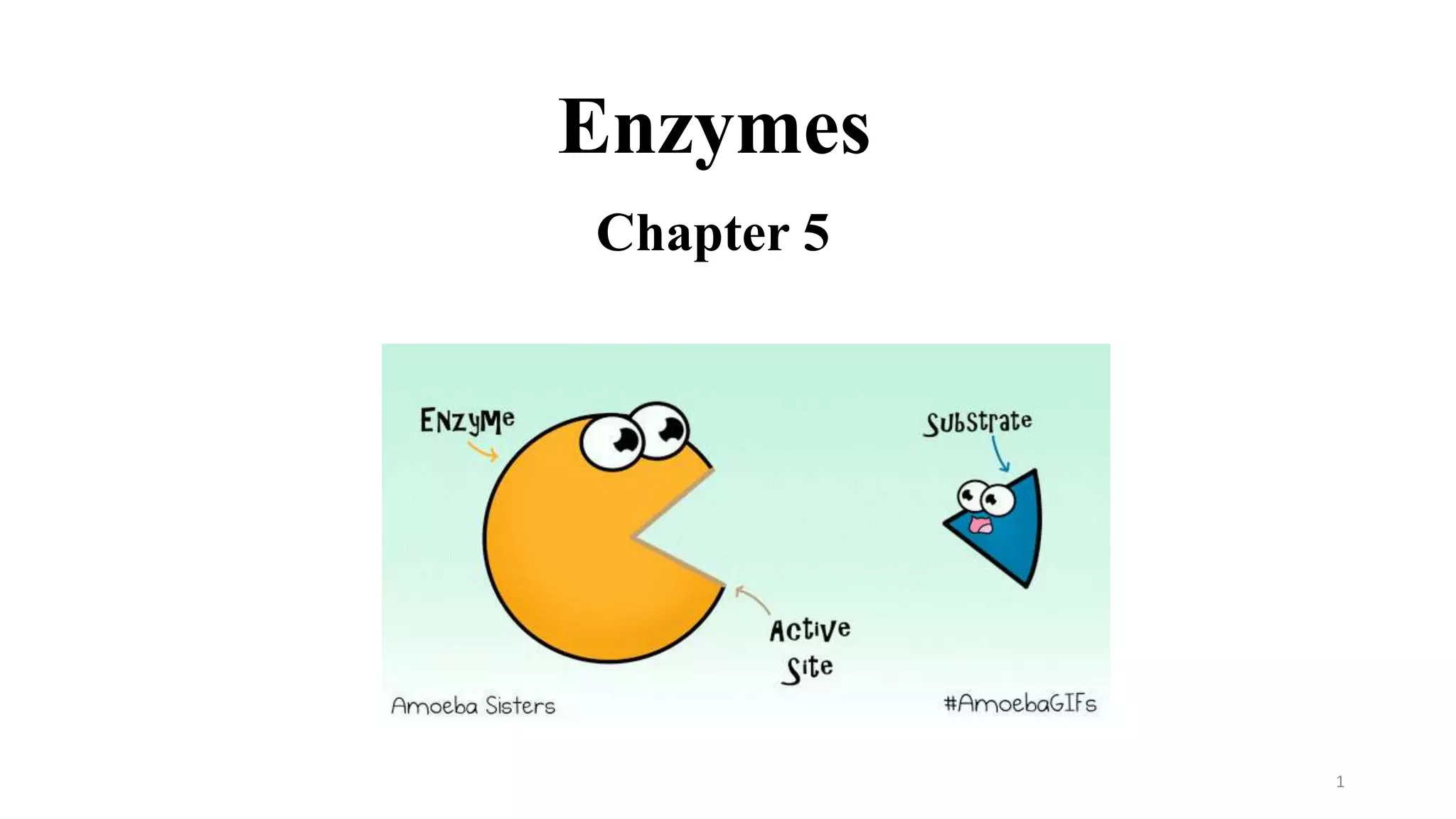 Chap. 5 enzymes | PPTX