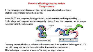 Chap. 5 enzymes | PPT