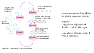 Chap. 5 enzymes | PPTX