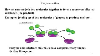 Chap. 5 enzymes | PPT