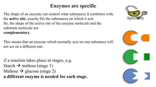 Chap. 5 enzymes | PPT