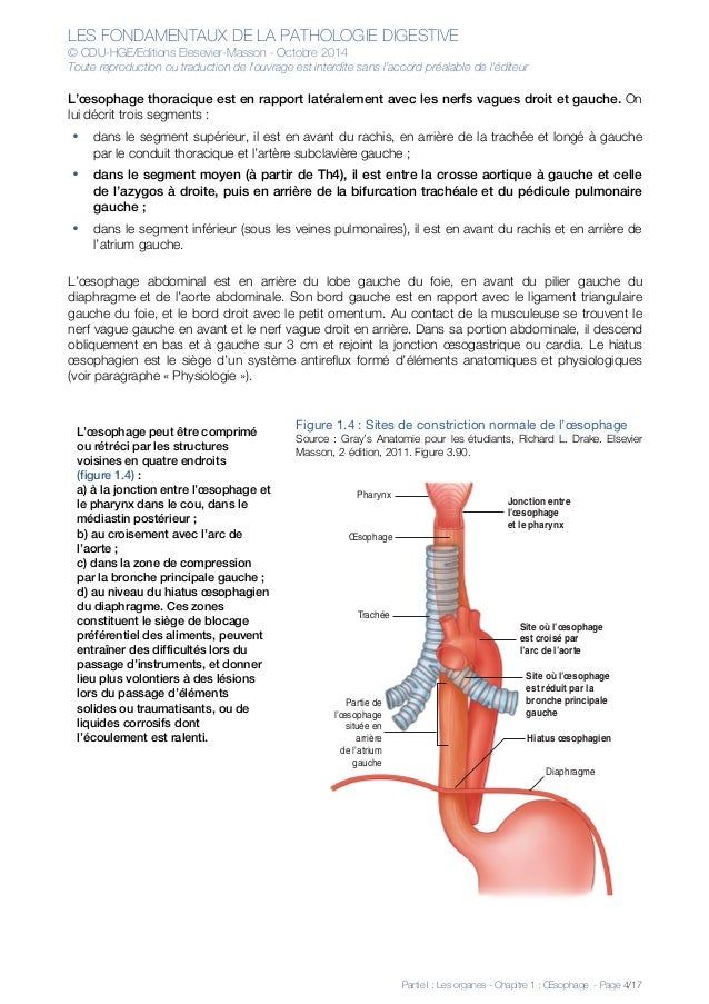 Oesophage et pathologies