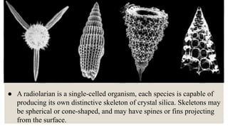 Chap. 7 Radiolaria.pptx