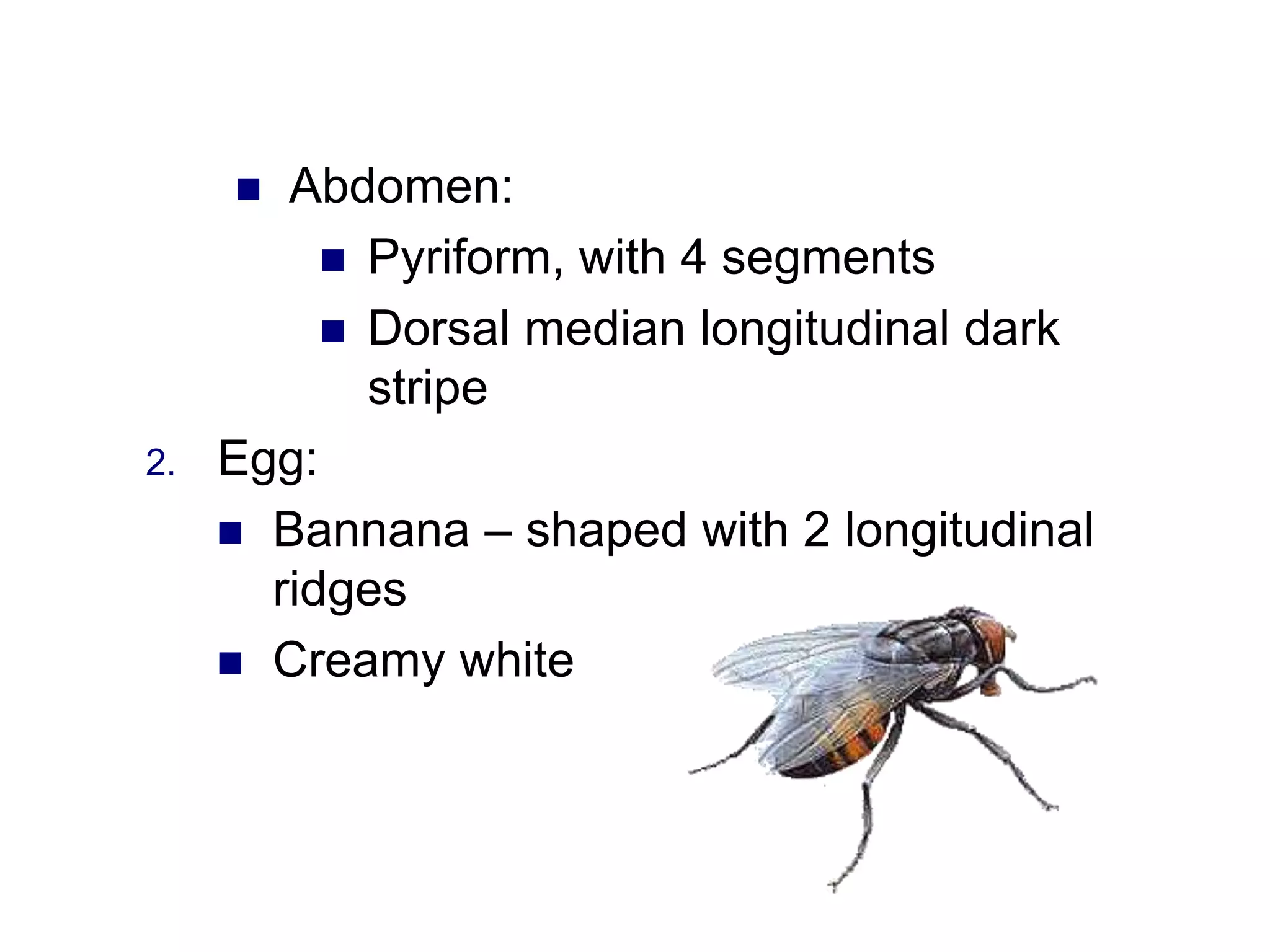 muscidae.ppt