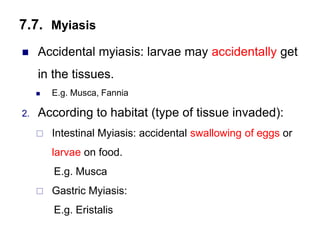 muscidae.ppt | Infectious Diseases | Diseases and Conditions