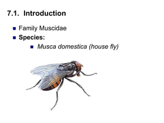 muscidae.ppt