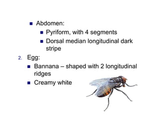 muscidae.ppt