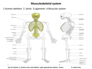 Human body.pptx