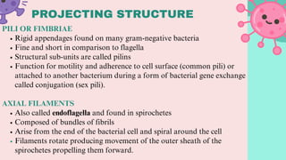 CHAP-3-BACTERIAL-MORPHOLOGY-.pdf study of the shape,size and ...