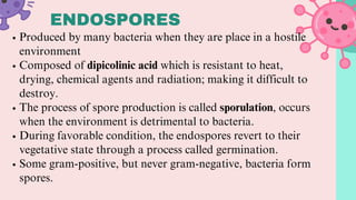 CHAP-3-BACTERIAL-MORPHOLOGY-.pdf study of the shape,size and ...