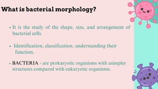 CHAP-3-BACTERIAL-MORPHOLOGY-.pdf study of the shape,size and ...