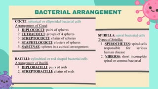 CHAP-3-BACTERIAL-MORPHOLOGY-.pdf study of the shape,size and ...