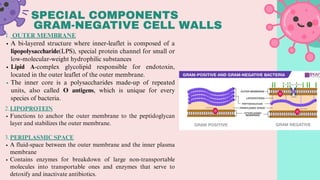 CHAP-3-BACTERIAL-MORPHOLOGY-.pdf study of the shape,size and ...