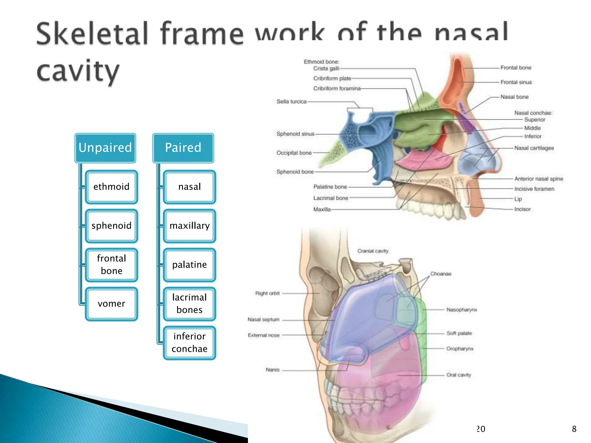 chap-3d fracture of nasal bone maxillofacial surgery.pptx