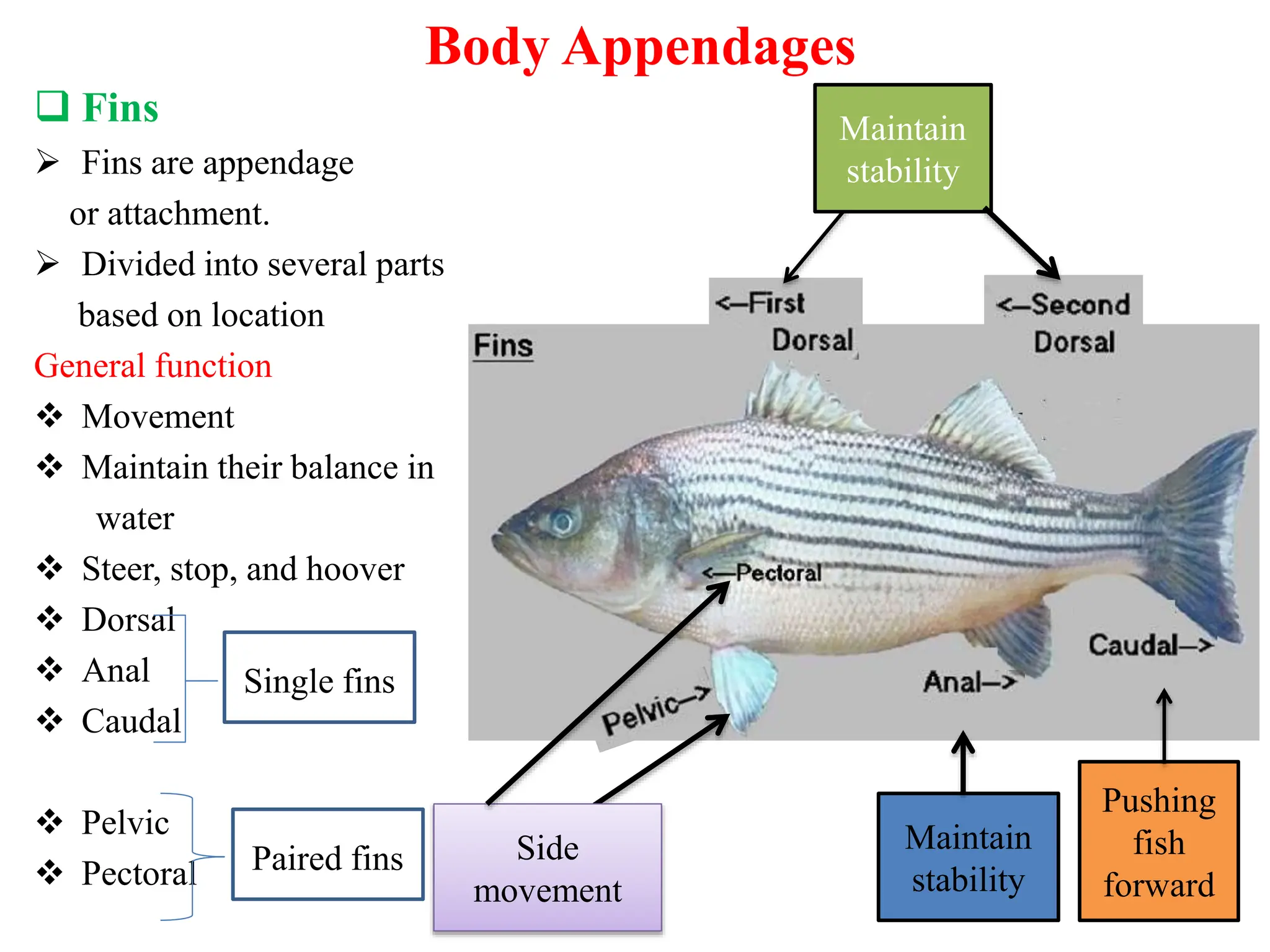 Chap-4 Anatomy and Physiology of Fish.pptx