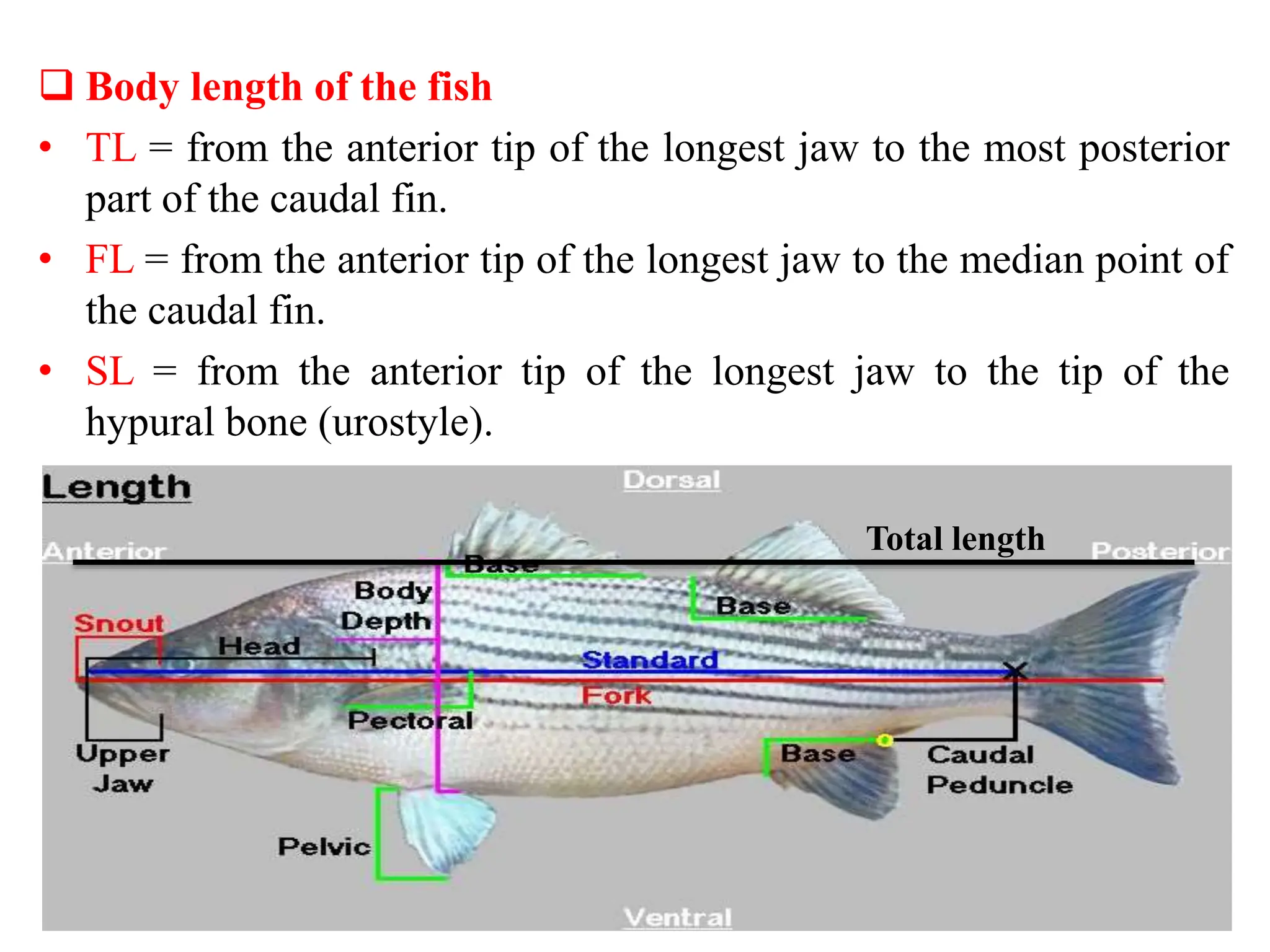 Chap-4 Anatomy and Physiology of Fish.pptx