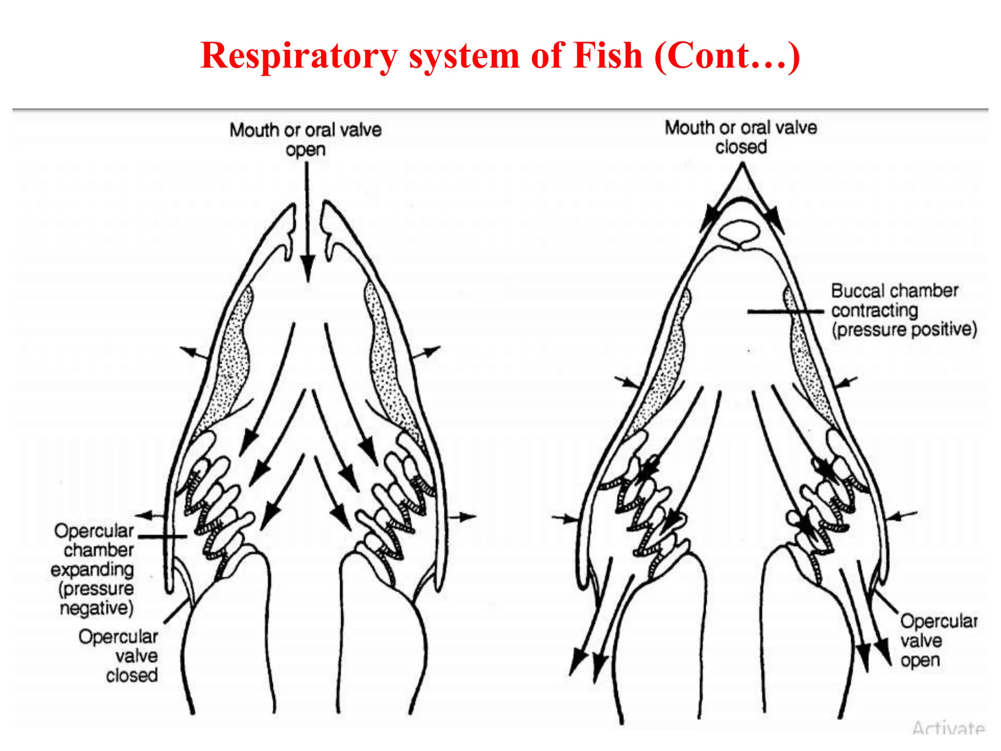 Chap-4 Anatomy and Physiology of Fish.pptx