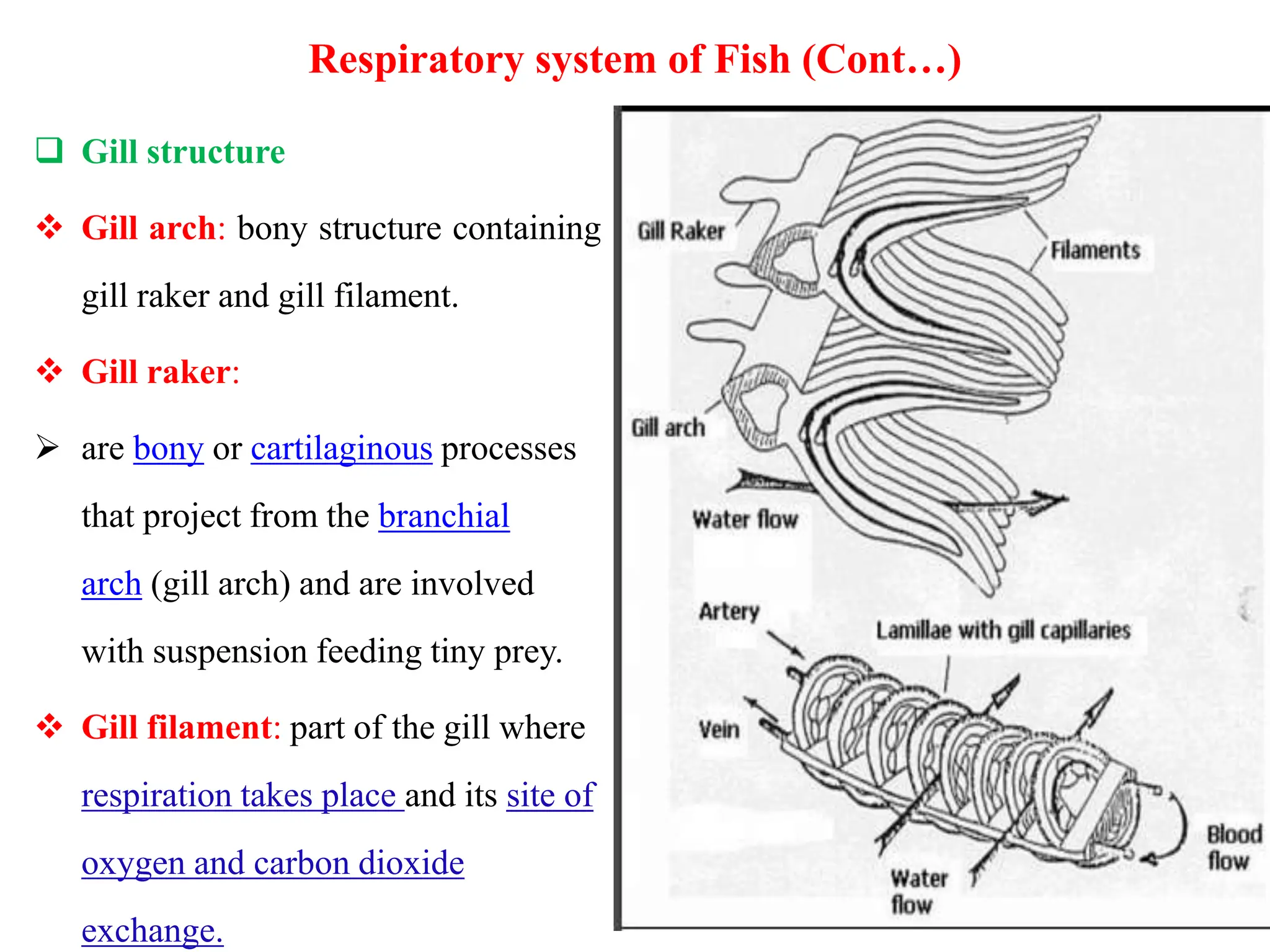Chap-4 Anatomy and Physiology of Fish.pptx