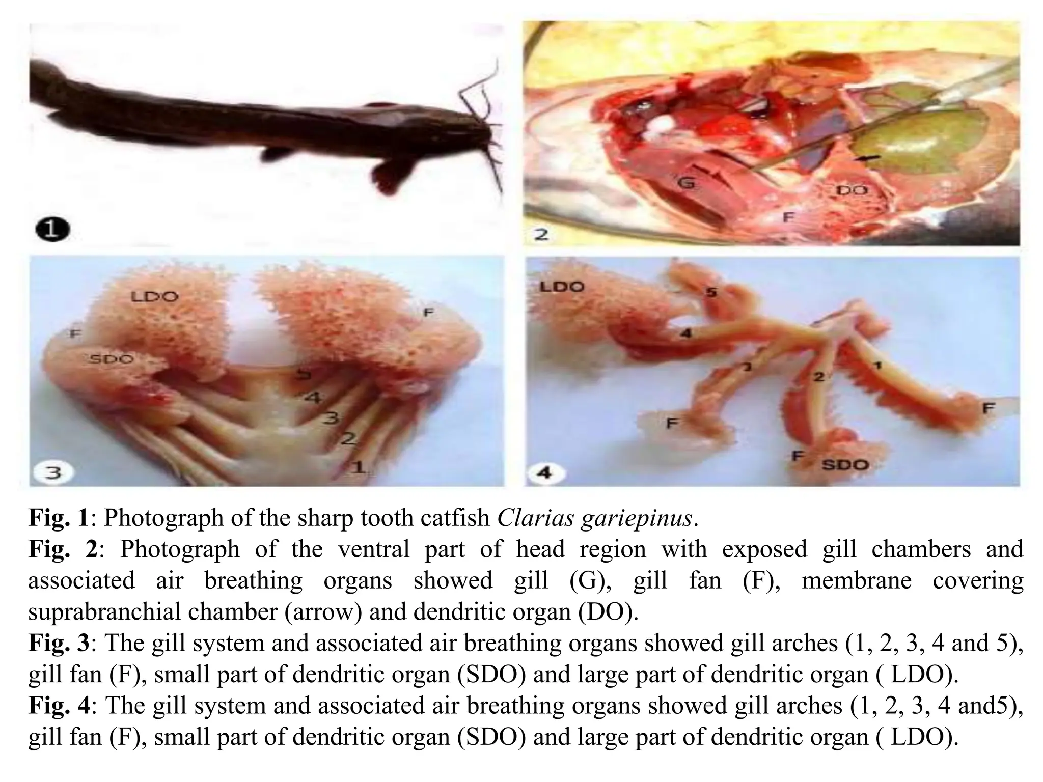 Chap-4 Anatomy and Physiology of Fish.pptx