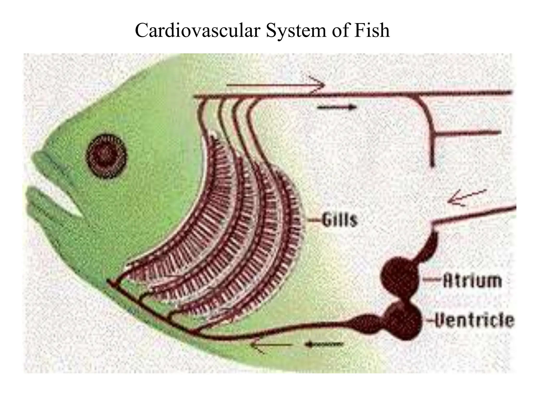 Chap-4 Anatomy and Physiology of Fish.pptx