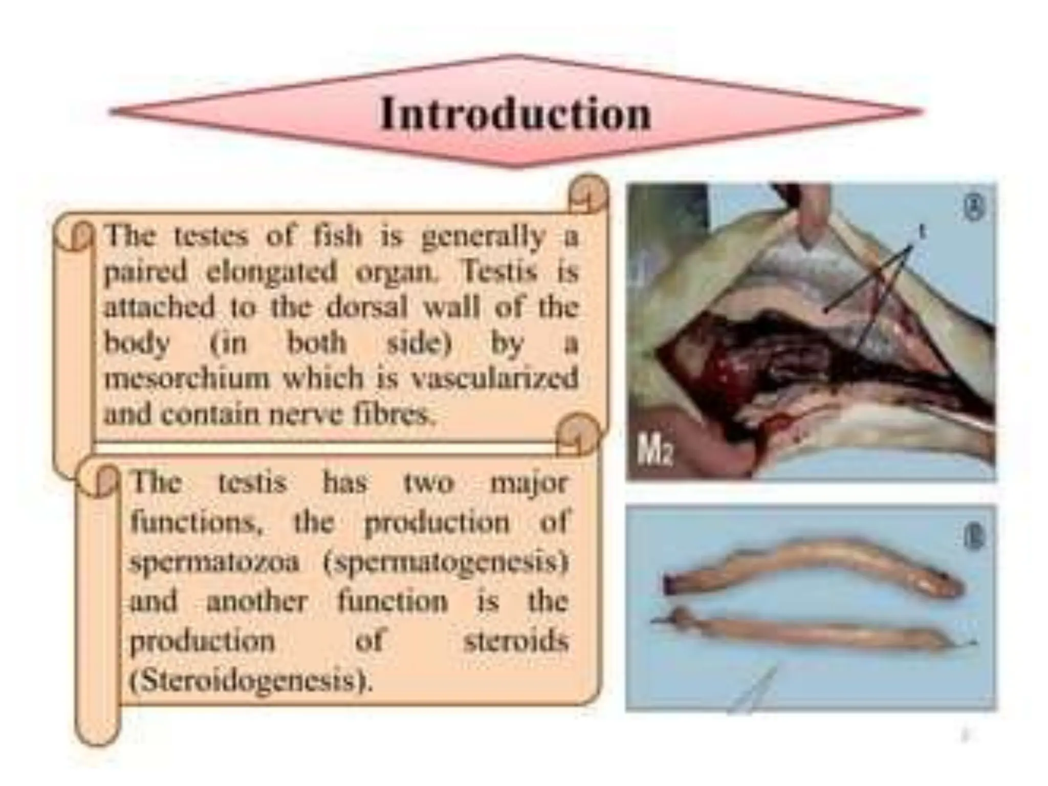 Chap-4 Anatomy and Physiology of Fish.pptx