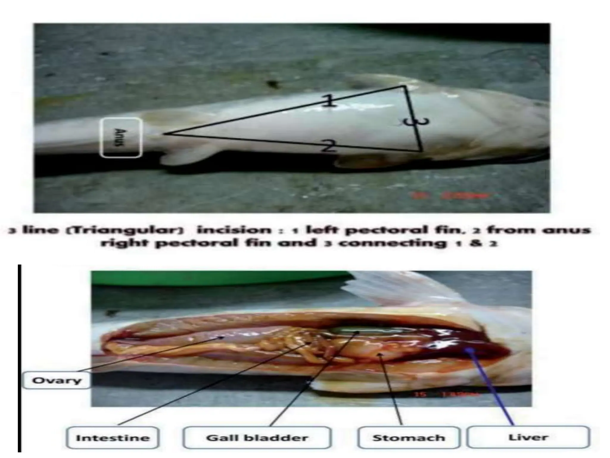 Chap-4 Anatomy and Physiology of Fish.pptx