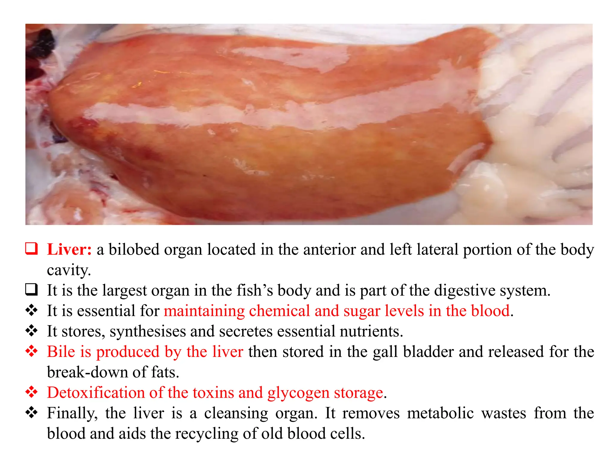 Chap-4 Anatomy and Physiology of Fish.pptx