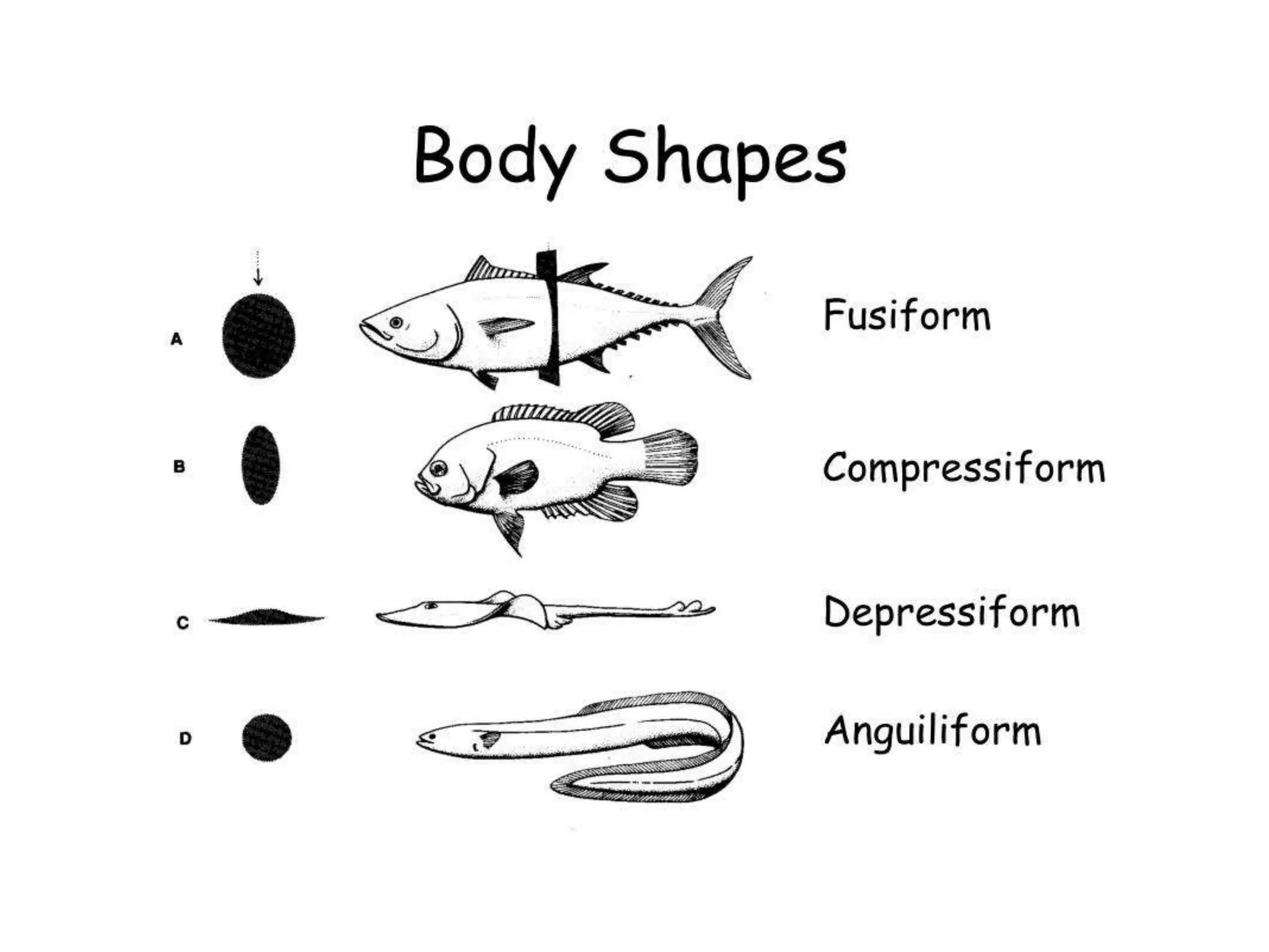 Chap-4 Anatomy and Physiology of Fish.pptx
