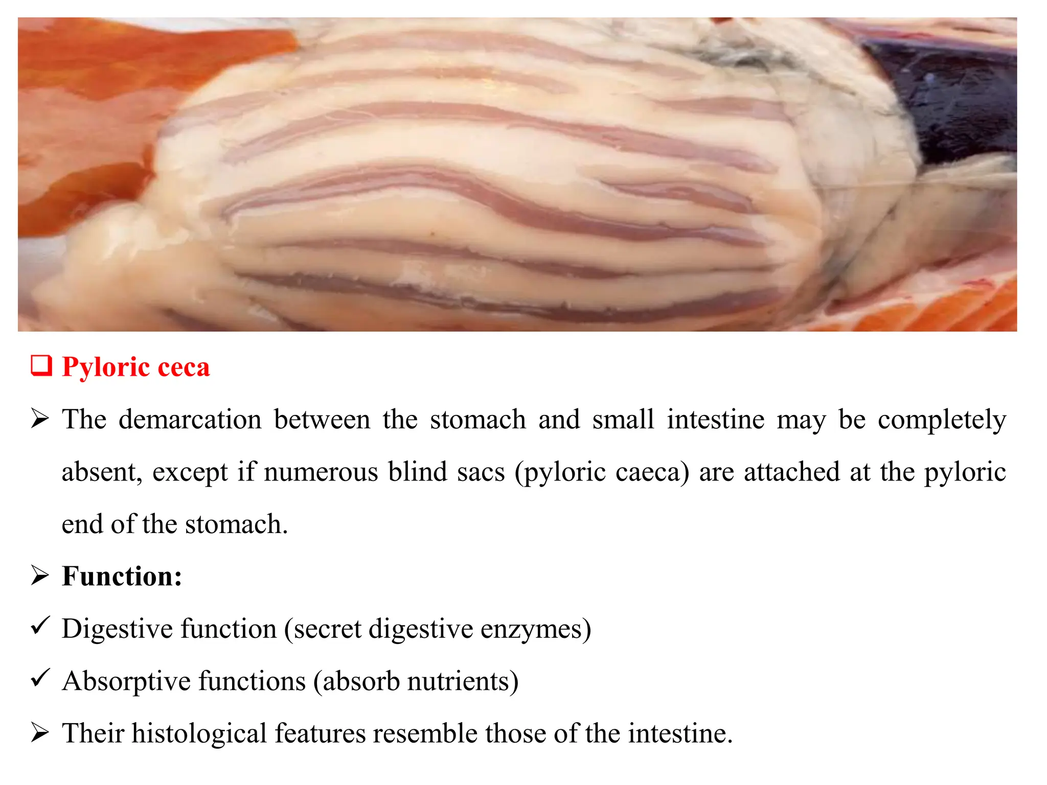 Chap-4 Anatomy and Physiology of Fish.pptx