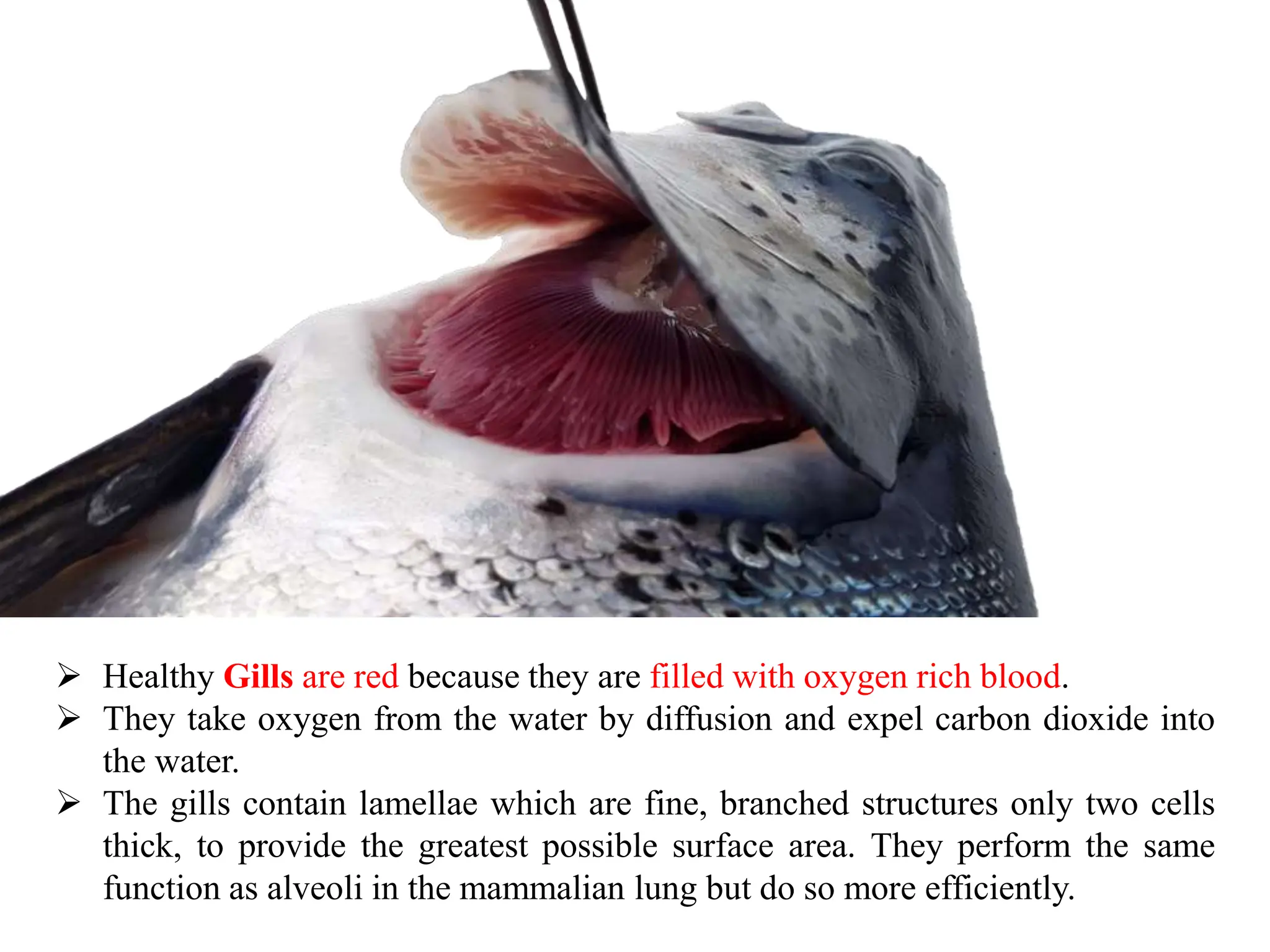 Chap-4 Anatomy and Physiology of Fish.pptx