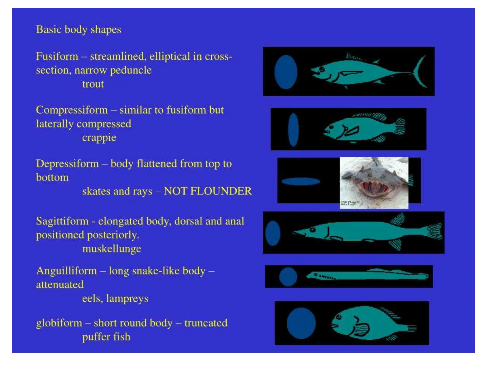 Chap-4 Anatomy and Physiology of Fish.pptx