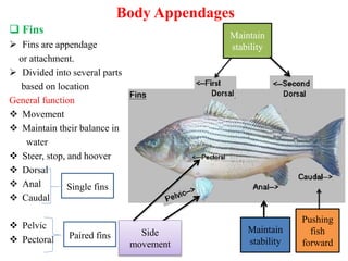 Chap-4 Anatomy and Physiology of Fish.pptx