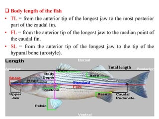 Chap-4 Anatomy and Physiology of Fish.pptx