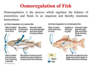 Chap-4 Anatomy and Physiology of Fish.pptx