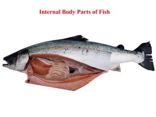 Chap-4 Anatomy and Physiology of Fish.pptx
