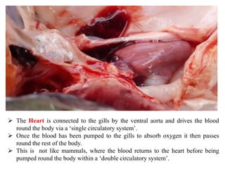 Chap-4 Anatomy and Physiology of Fish.pptx